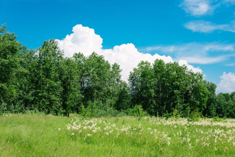 Meadow with large trees stock image. Image of leaves - 227730761