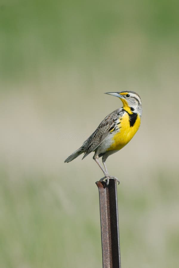 Meadow lark stock image. Image of meadow, grassland, nature - 9838721