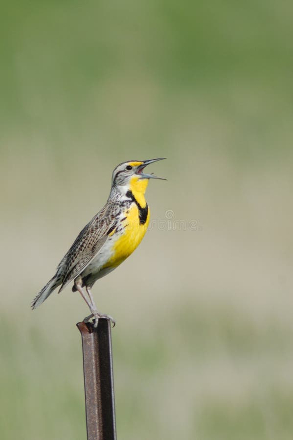 Meadow lark song stock photo. Image of field, fence, bird - 9838720