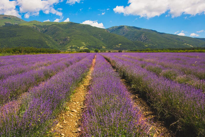 Meadow of lavender stock image. Image of agriculture - 73187259