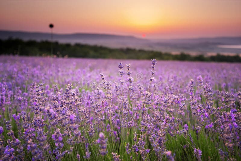 Meadow of lavender stock photo. Image of grass, outdoors - 60679290
