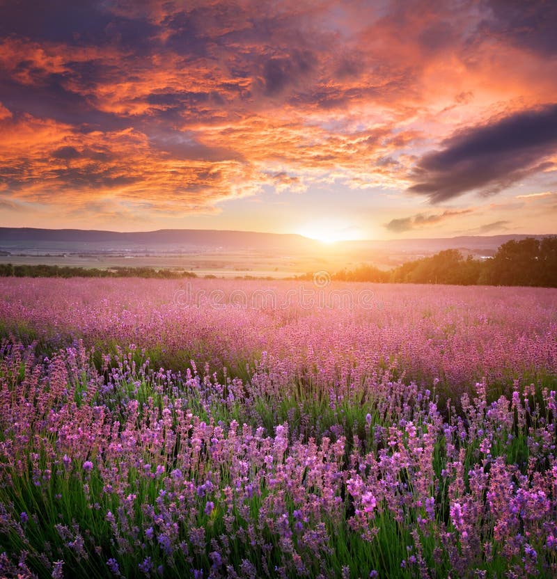 Meadow of lavender. stock photo. Image of lavendar, green - 130944446