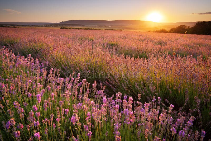 Meadow of lavender stock image. Image of europe, beauty - 133836601