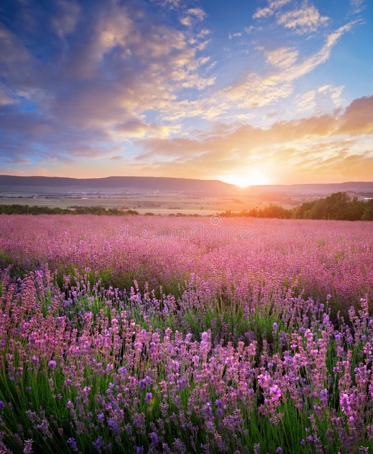 Meadow of lavender stock photo. Image of country, grass - 136023448