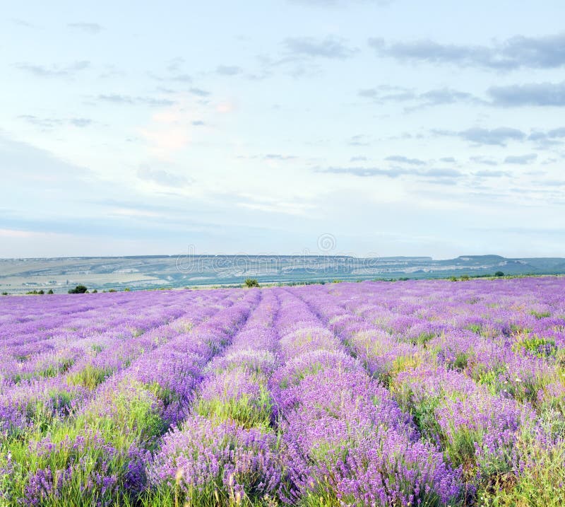 Meadow of lavender. stock photo. Image of countryside - 43251158