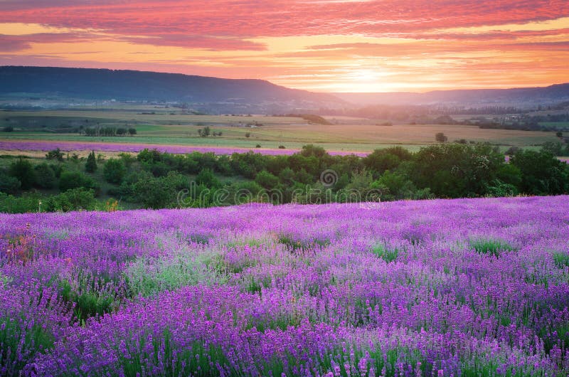 Meadow of lavender stock photo. Image of grass, outdoors - 60679290