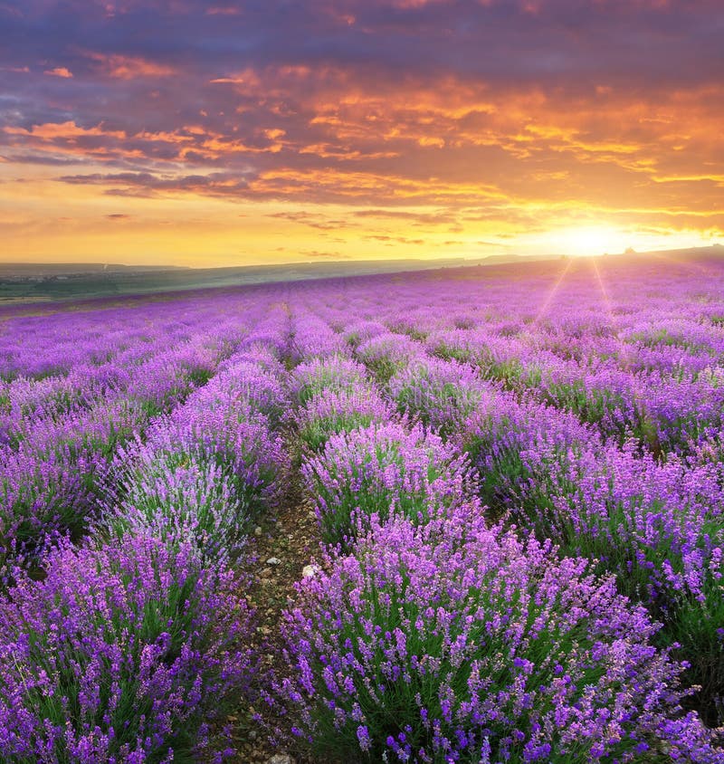 Meadow of lavender stock photo. Image of grass, outdoors - 60679290