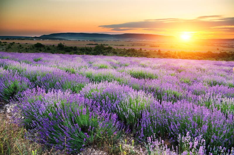 Meadow of lavender stock photo. Image of farm, perfume - 52189606