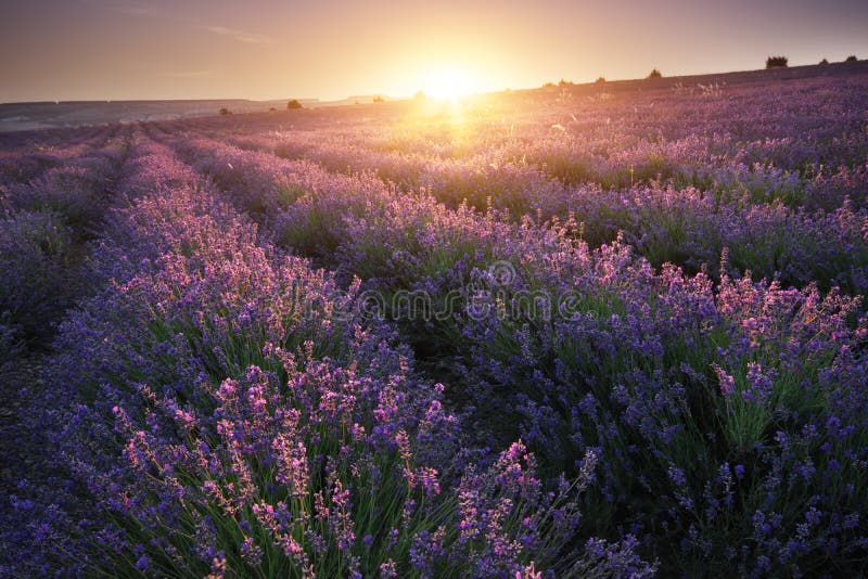 Meadow of Lavender at Sunset Stock Photo - Image of hill, lavender ...