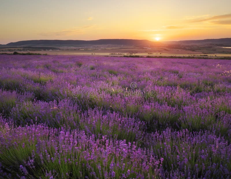 Meadow of Lavender at Sunset Stock Photo - Image of hill, lavender: 164198320