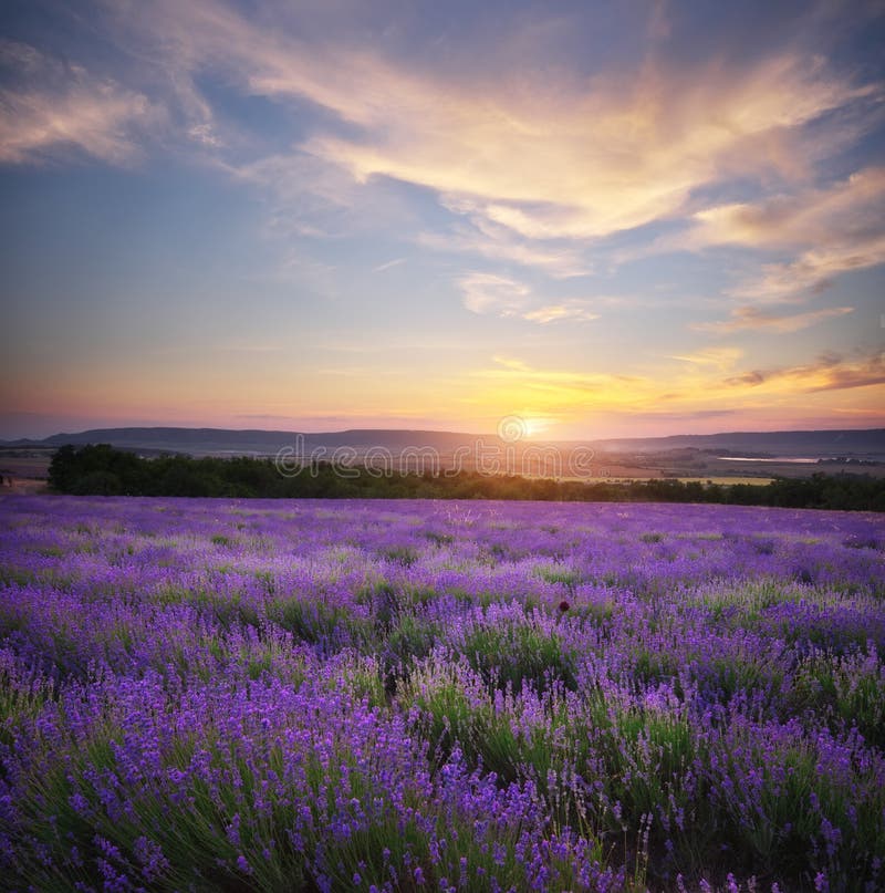 Meadow of Lavender at Sunset Stock Photo - Image of hill, lavender ...