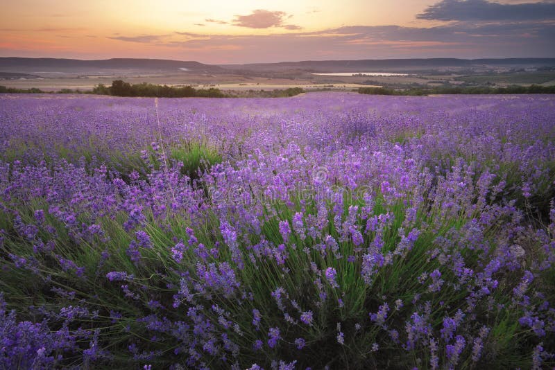 Meadow of lavender. stock image. Image of blue, countryside - 70419653