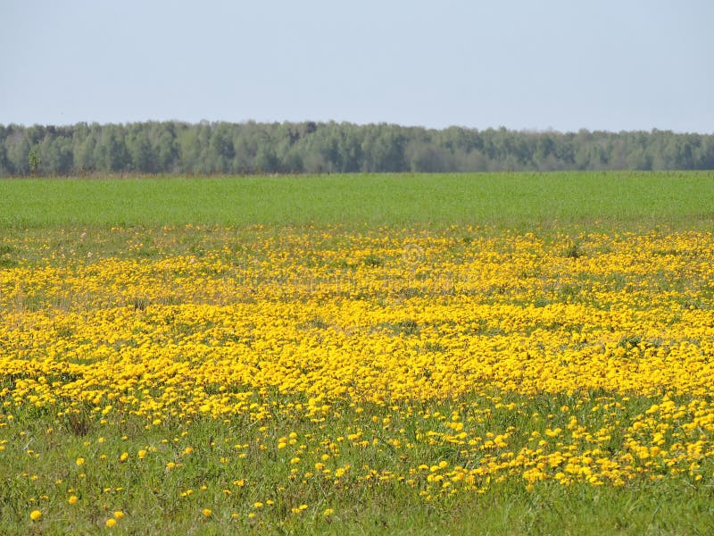 Meadow, Lithuanian Spring Landscape Stock Image - Image of trees, tree ...