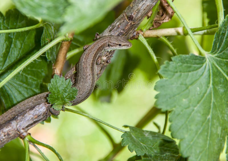 Meadow Lizard on a Tree Branch Close-up Stock Image - Image of twig ...