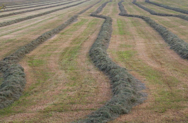 Meadow with Long Rows of Raked Mown Grass Stock Photo - Image of rows ...