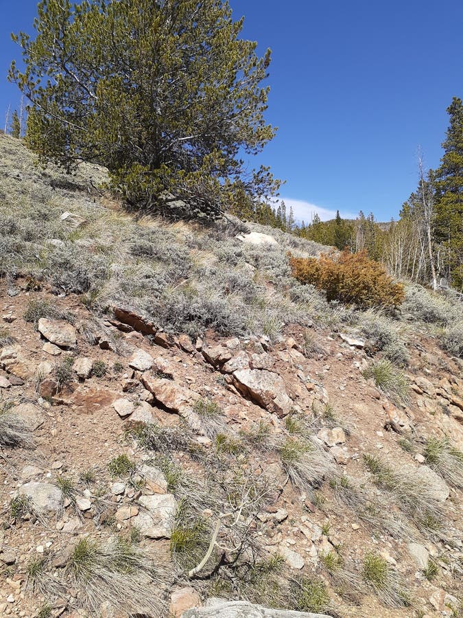 Meadow Loop Trail Medicine Bow National Forest Centennial, Wyoming ...