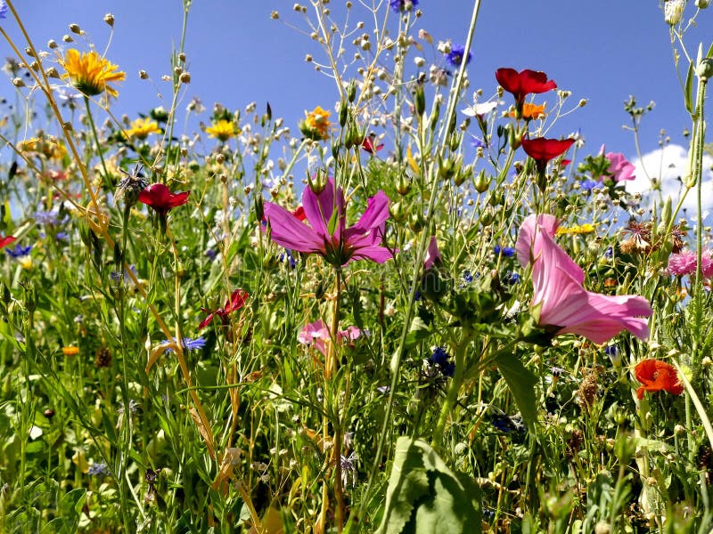 Meadow with a Lot of Colorful Flowers Stock Image - Image of flowers ...