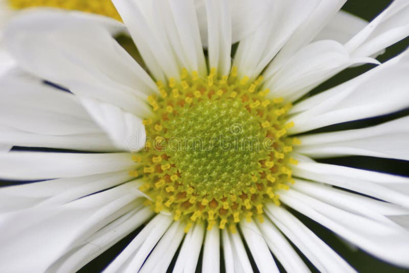 A Meadow with Lots of White Spring Daisy Flowers Stock Image - Image of ...