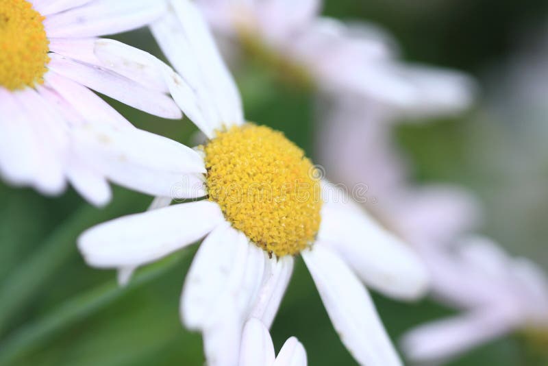 A Meadow with Lots of White Spring Daisy Flowers Stock Image - Image of ...