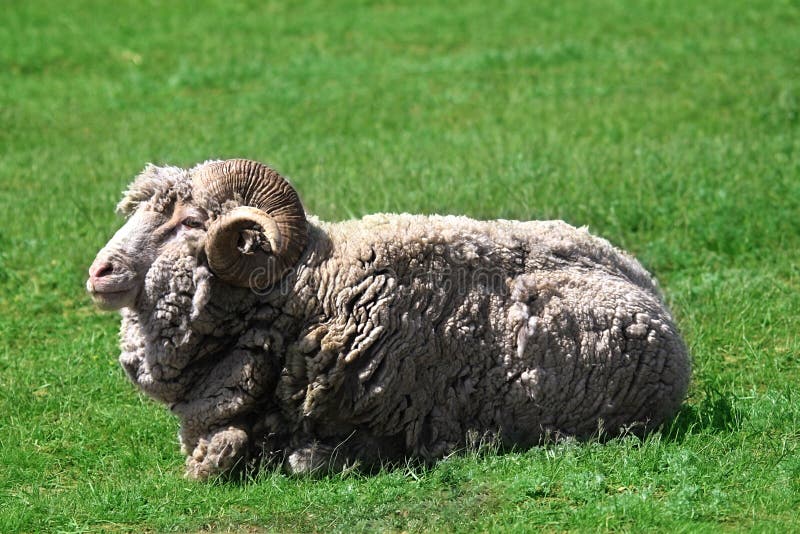 Bighorn Sheep Laying Down Stock Photos - Free & Royalty-Free Stock ...