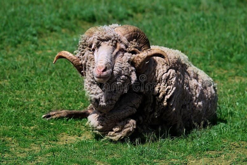 In the Meadow Lying Bighorn Ram with a Lot of Wool Stock Image - Image ...