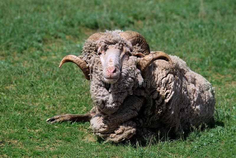 In the Meadow Lying Bighorn Ram with a Lot of Wool Stock Photo - Image ...