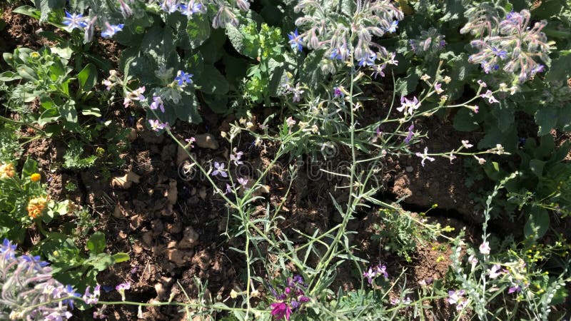 Meadow with Many Different Flowers and Insects in a Garden in Summer in ...