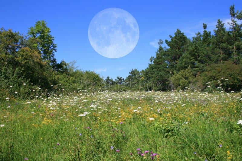 Meadow with Moon stock photo. Image of forest, landscape - 6810870