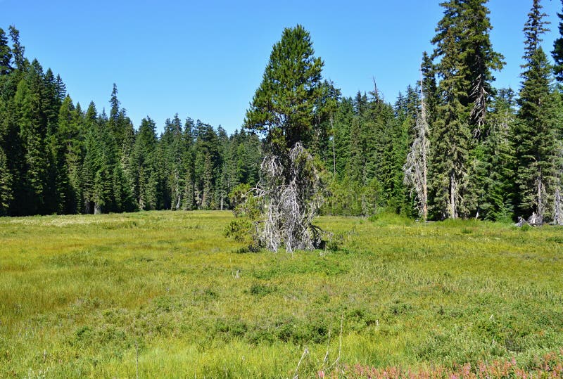 Meadow at Mount Hood, Volcano in the Cascade Range, Oregon Stock Photo ...