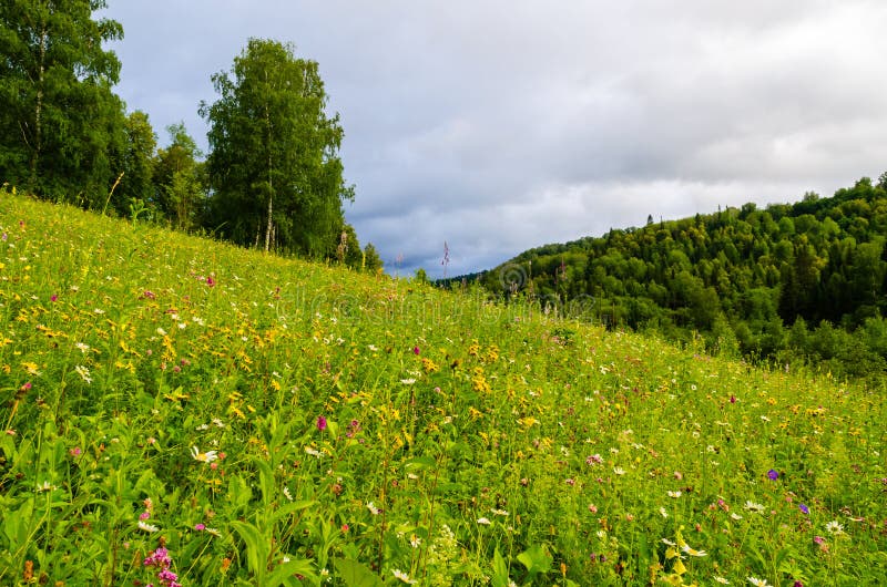 Meadow on a Mountainside with Forest Stock Image - Image of calm ...