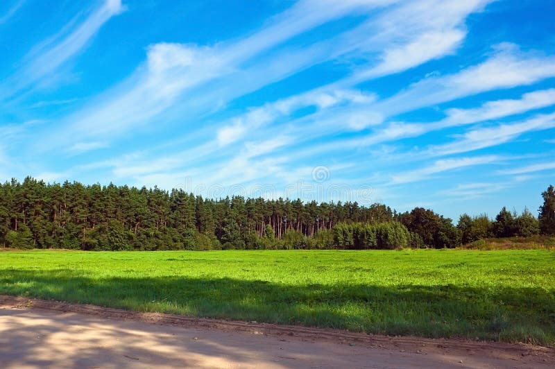 Meadow near forest stock photo. Image of nature, fresh - 21061136