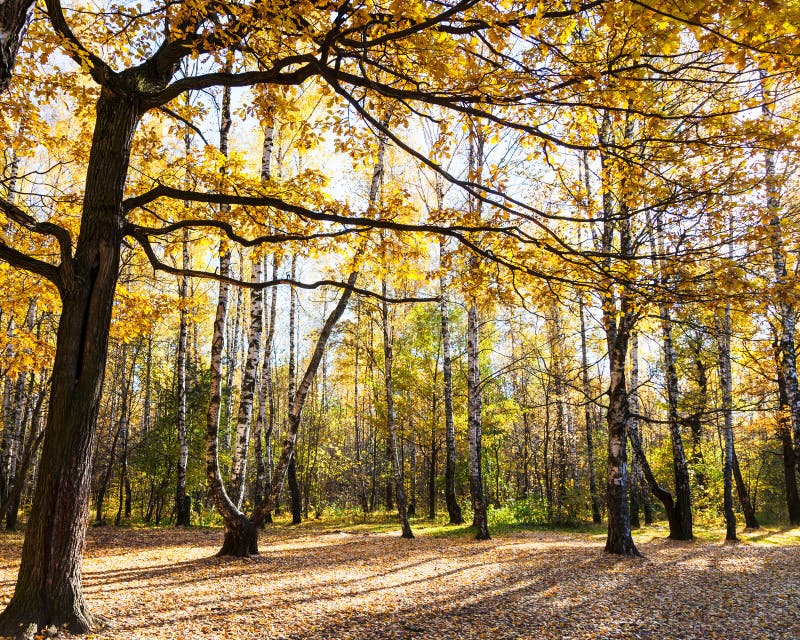 Edge of Birch and Oak Forest in Autumn Stock Image - Image of sunny ...