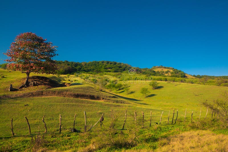 The meadow stock image. Image of land, tree, meadow, landscape - 67721873