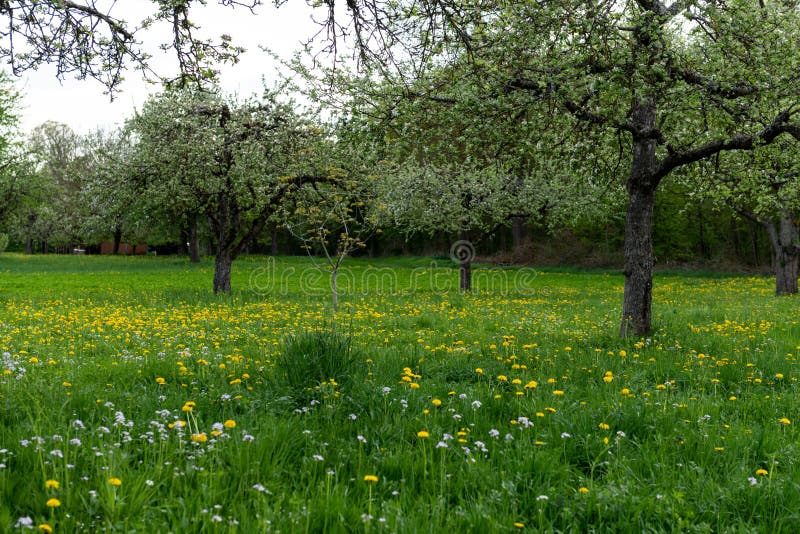Meadow Orchards in Late Spring Time in Germany Stock Image - Image of ...