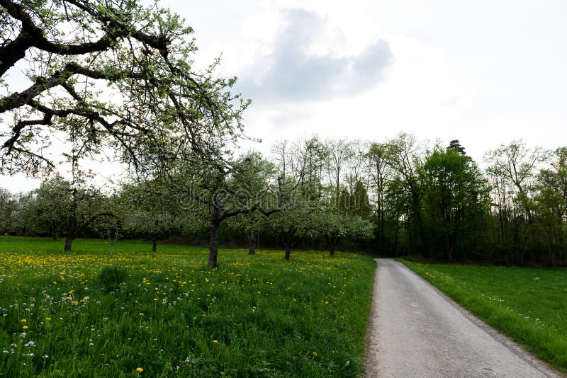 Meadow Orchards in Late Spring Time in Germany Stock Image - Image of ...