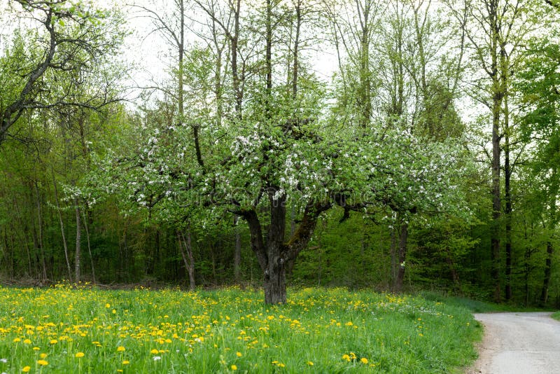 Meadow Orchards in Late Spring Time in Germany Stock Image - Image of ...