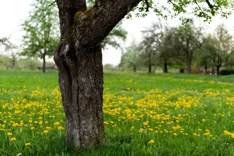 Meadow Orchards in Late Spring Time in Germany Stock Image - Image of ...