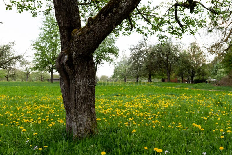 Meadow Orchards in Late Spring Time in Germany Stock Photo - Image of ...