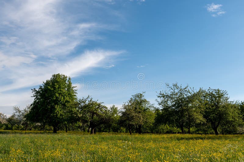 Meadow Orchards in Late Spring Time in Germany Stock Photo - Image of ...