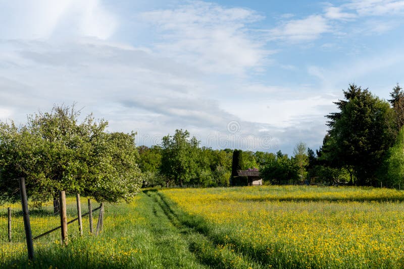 Meadow Orchards in Late Spring Time in Germany Stock Photo - Image of ...