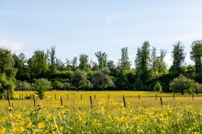 Meadow Orchards in Late Spring Time in Germany Stock Image - Image of ...