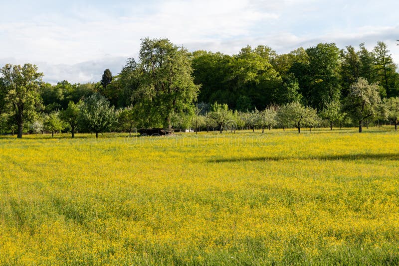 Meadow Orchards in Late Spring Time in Germany Stock Photo - Image of ...