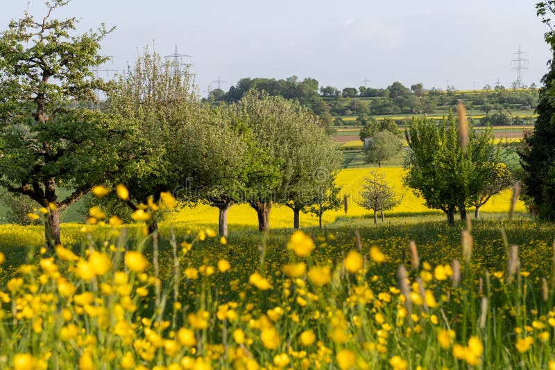 Meadow Orchards in Late Spring Time in Germny Stock Photo - Image of ...