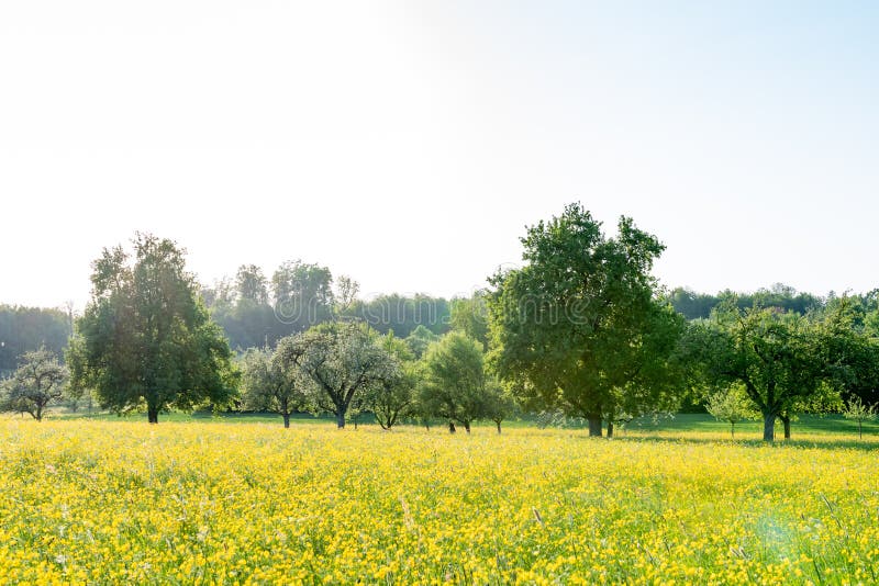 Meadow Orchards in Late Spring Time in Germny Stock Image - Image of ...
