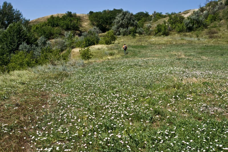 Meadow Overgrown with Convolvulus Stock Image - Image of hills, grass ...