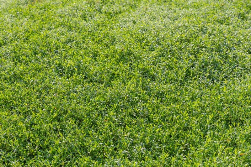 Meadow Overgrown with the Knotgrass in Sunny Morning Backlit Stock ...