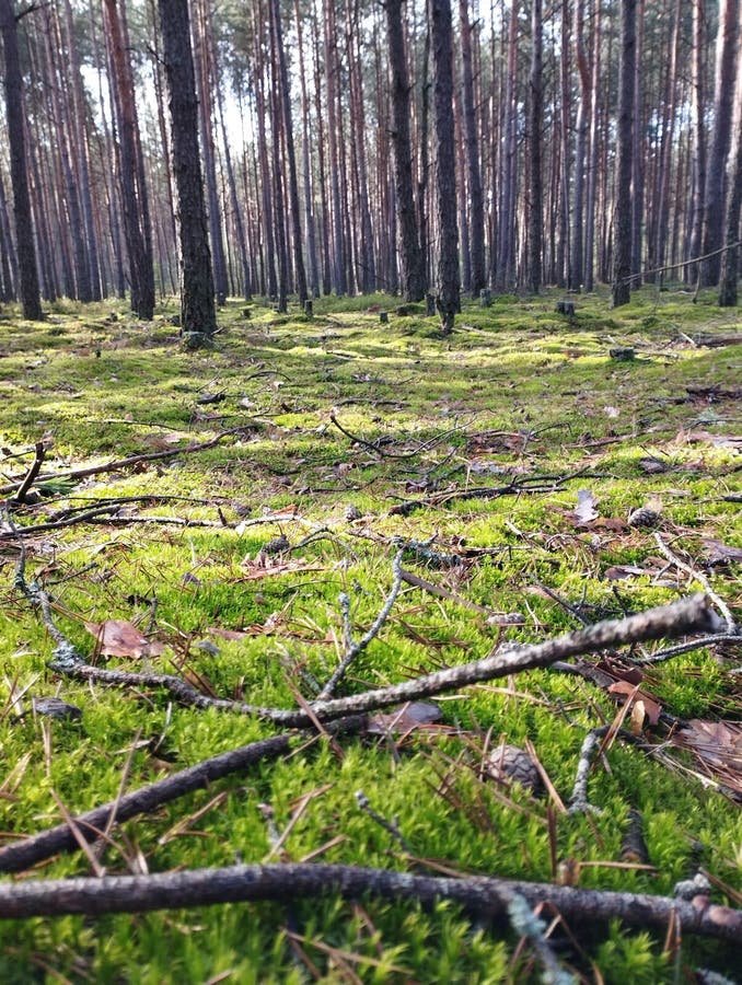 Meadow overgrown with moss stock photo. Image of overgrown - 256107924