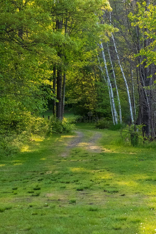 Meadow with Path Leading into a Midwestern Forest in the Northwoods ...