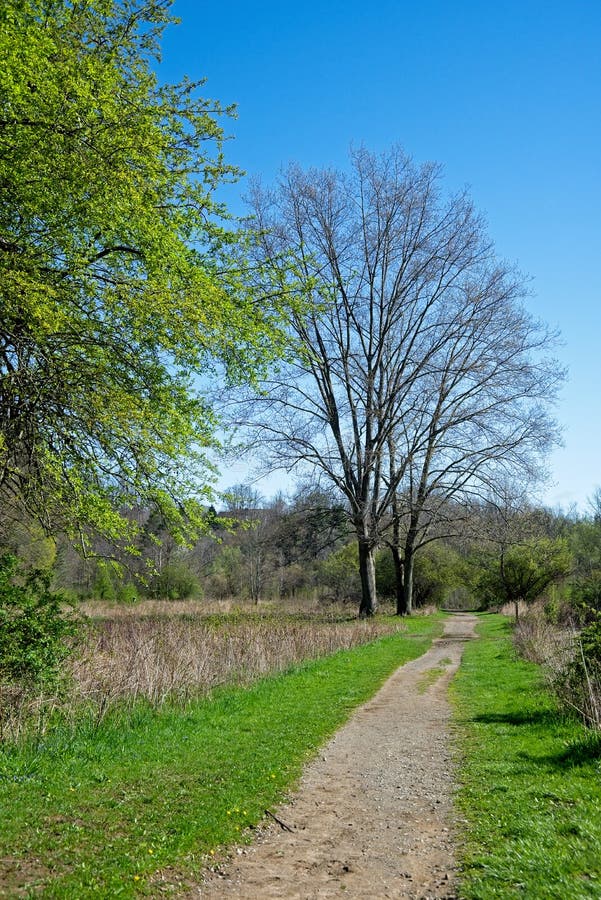 Meadow path and oak trees stock photo. Image of quiet - 178564778