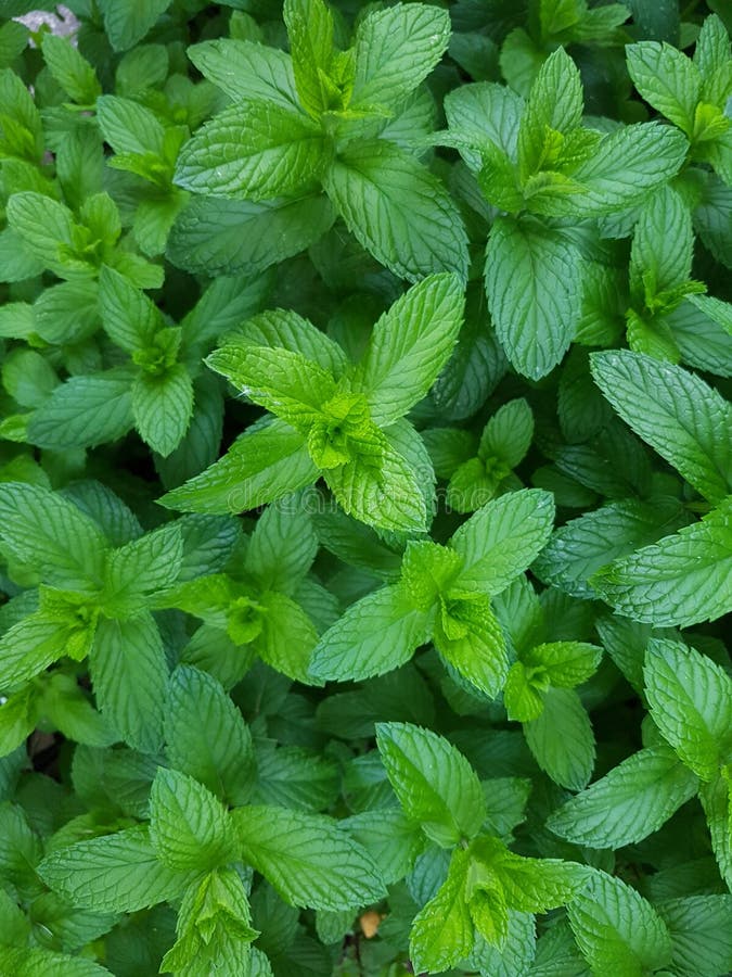 Peppermint, Kitchen Mint, Marsh Mint (Mentha Cordifolia Opiz.). Stock ...